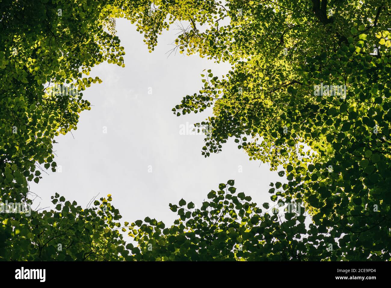 Tree branches frame view hi-res stock photography and images - Alamy