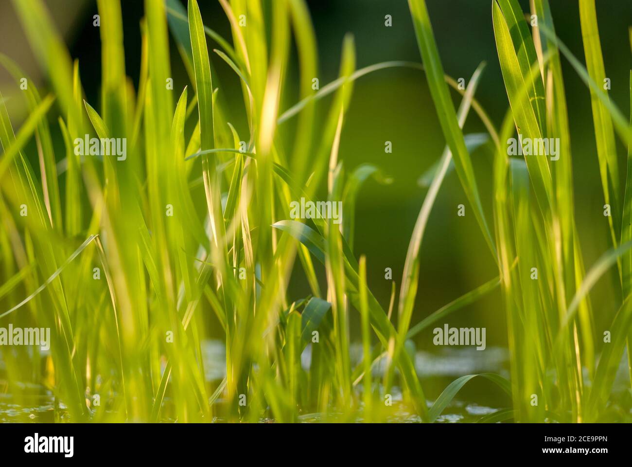 Natural backgrounds hi-res stock photography and images - Alamy