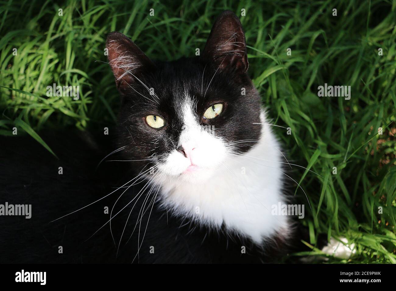 Closeup shot of a cat Stock Photo - Alamy