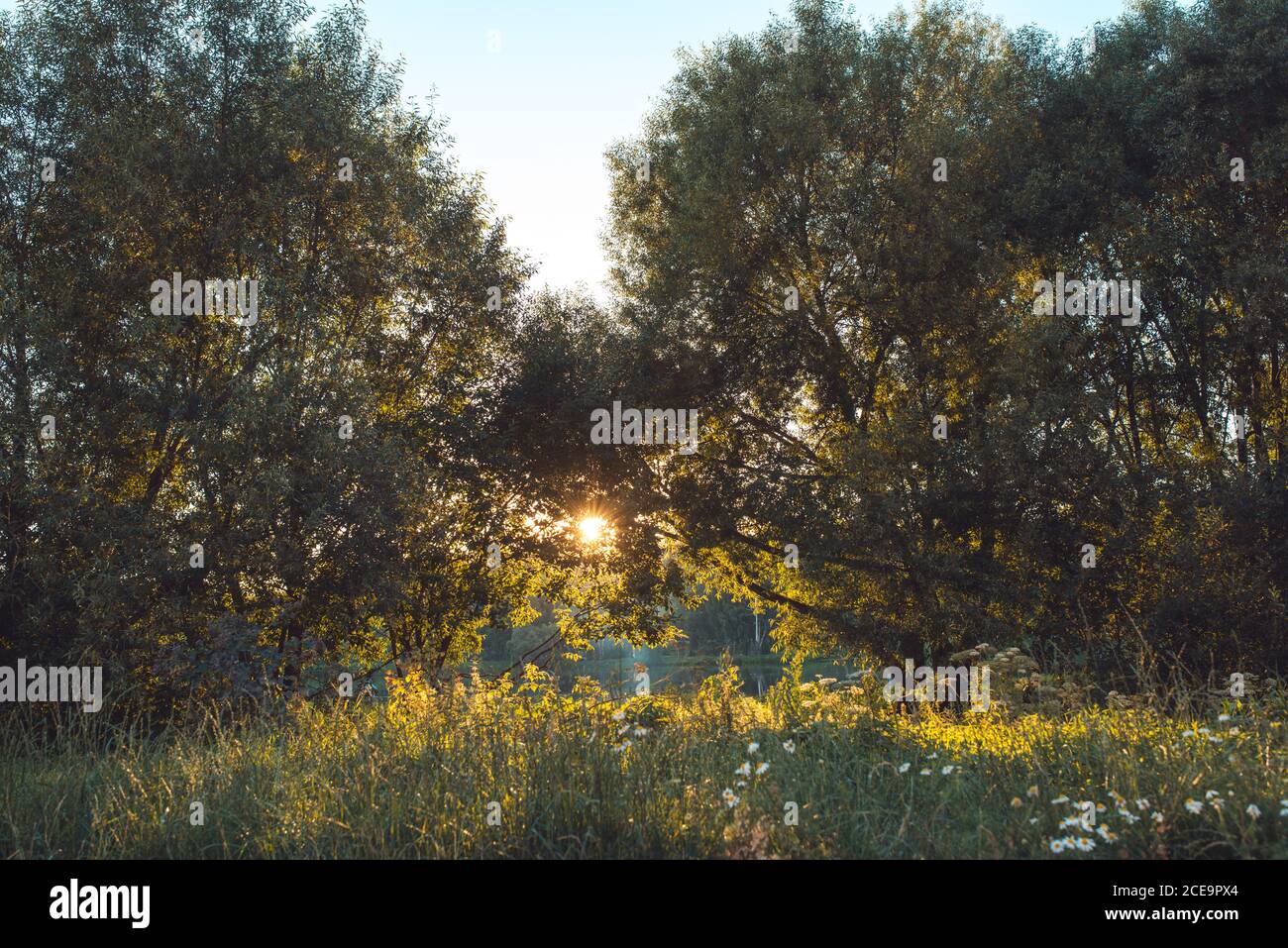 Forest lane hi-res stock photography and images - Alamy