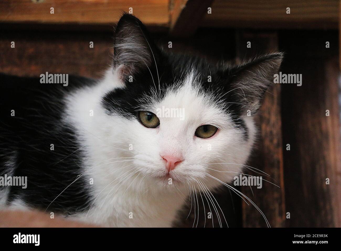 Selective focus closeup shot of a black and white cat Stock Photo - Alamy