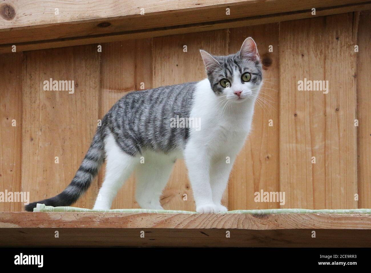 Closeup shot of a cat looking curious while standing on a wooden plank ...
