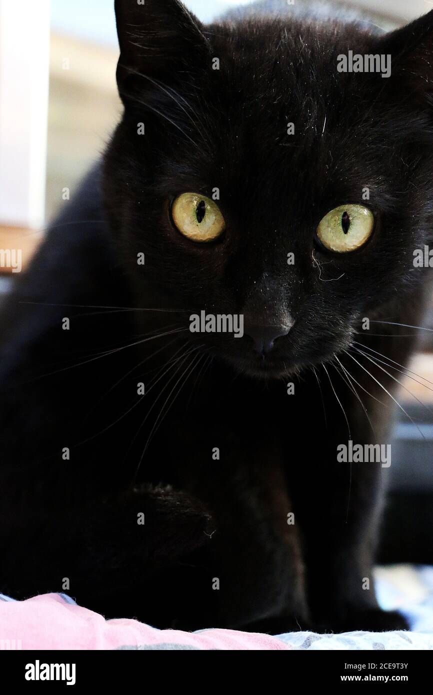 Vertical shot of a cat Stock Photo - Alamy