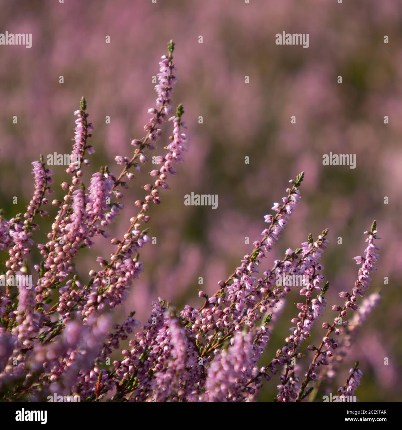 Flowering heather ericaceae hi-res stock photography and images - Alamy