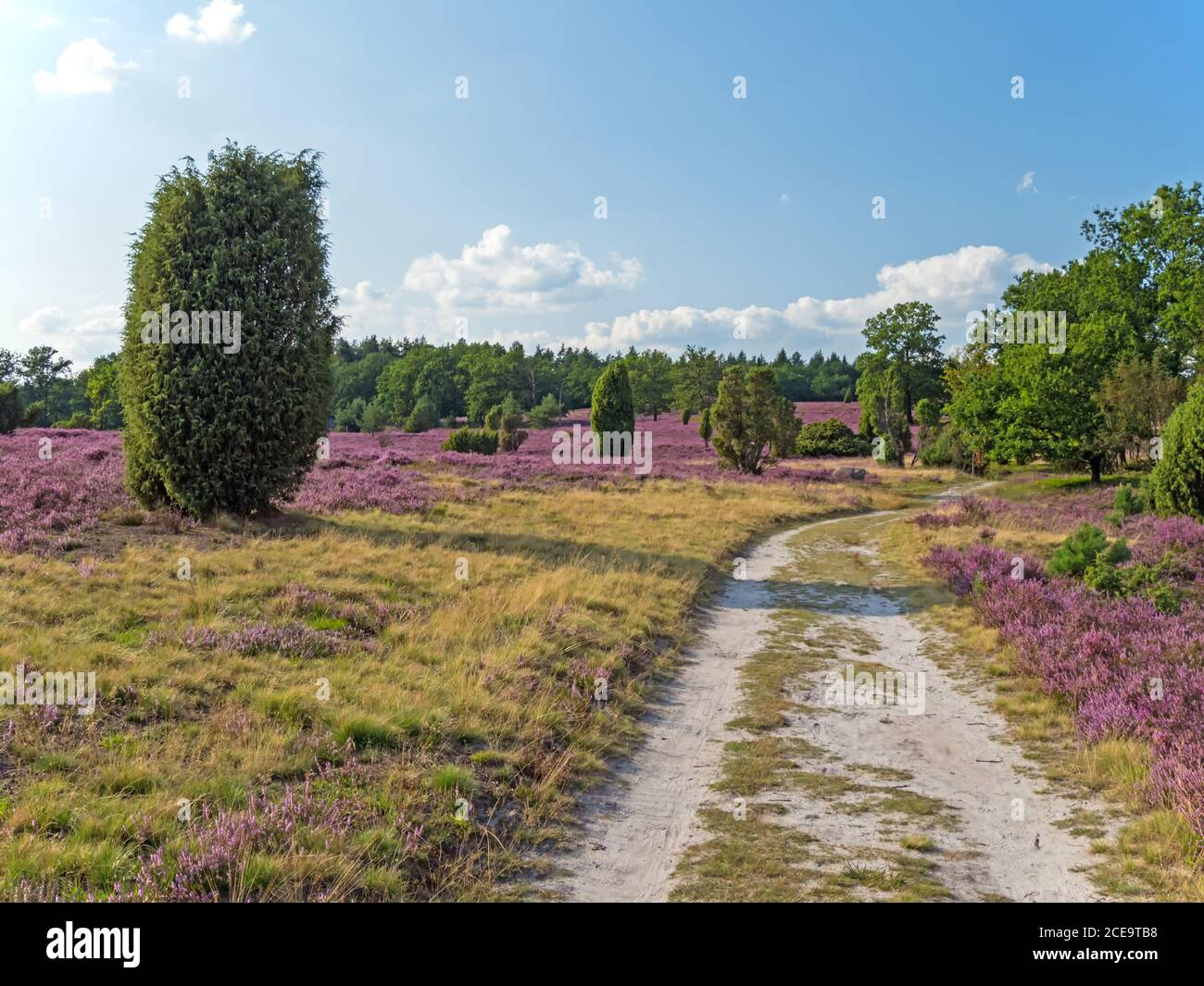 Hiking trail trough the landscape of Lueneburg Heath, Lower Saxony ...