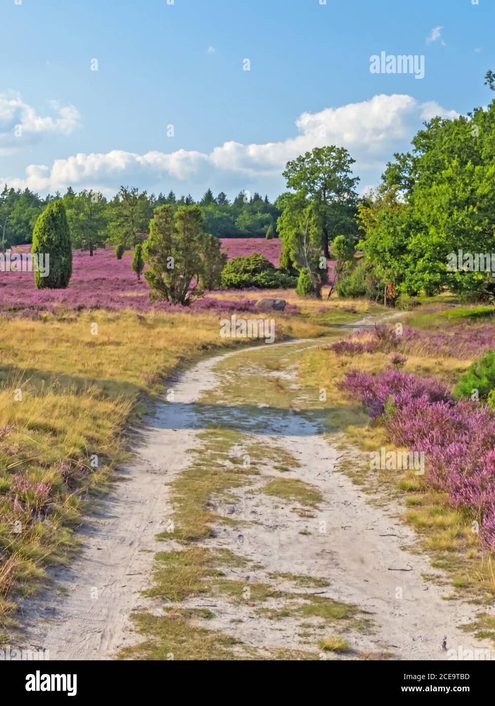 Hiking trail trough the landscape of Lueneburg Heath, Lower Saxony ...