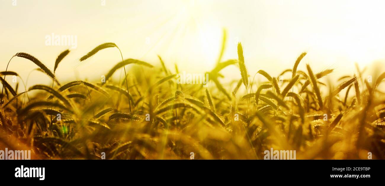 Barley field in sun hi-res stock photography and images - Alamy