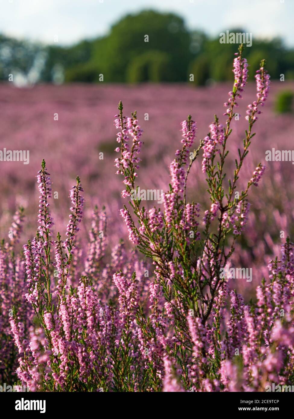 Flowering heather ericaceae hi-res stock photography and images - Alamy