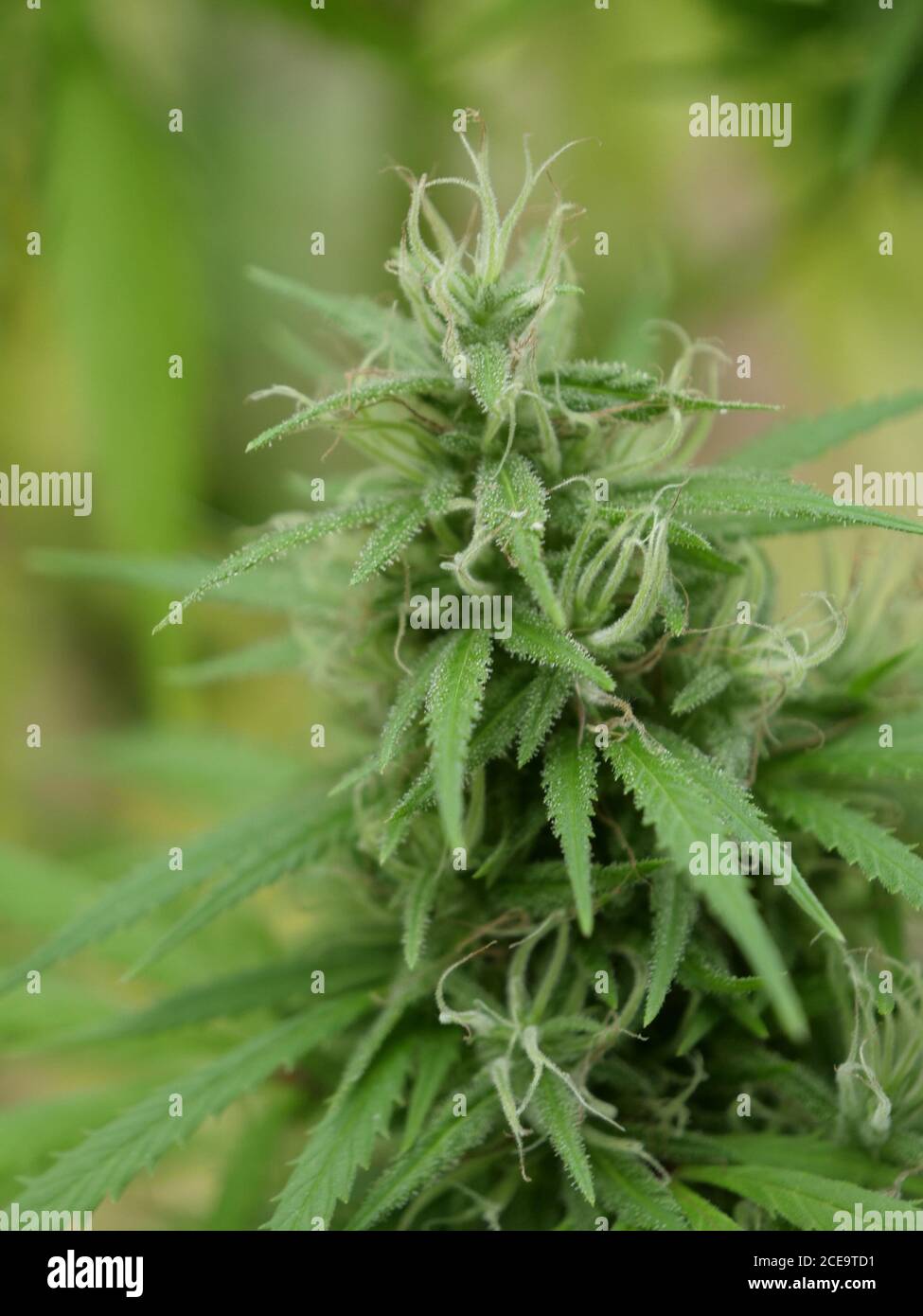 Cannabis resin hi-res stock photography and images - Alamy
