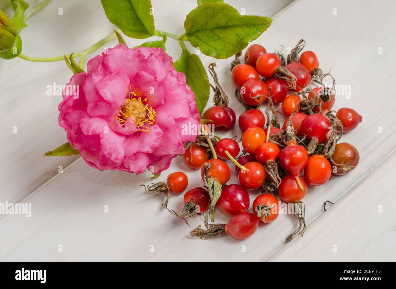 Ripe red rose hips with flower on white background Stock Photo - Alamy