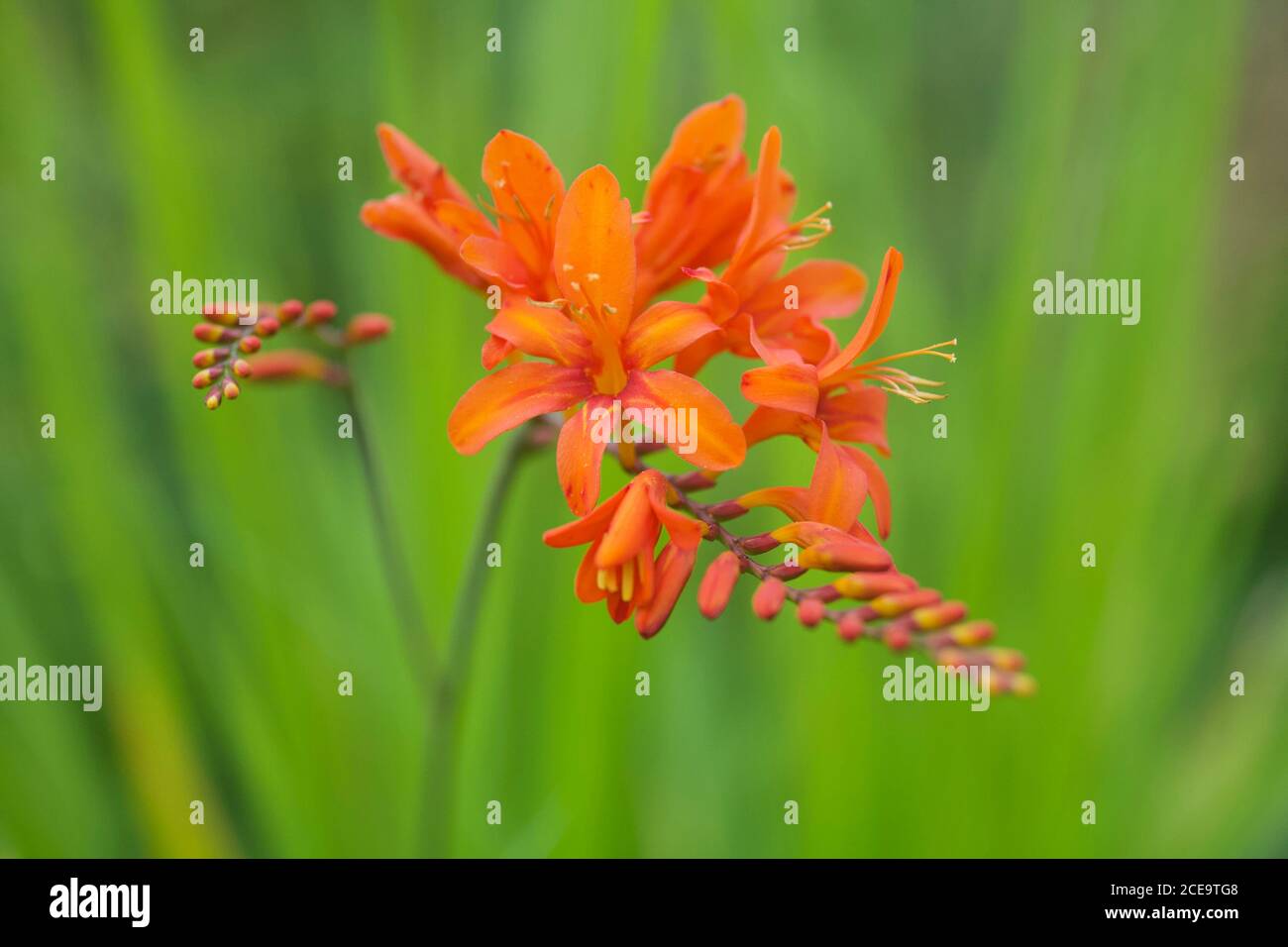 Crocosmia flower hi-res stock photography and images - Alamy