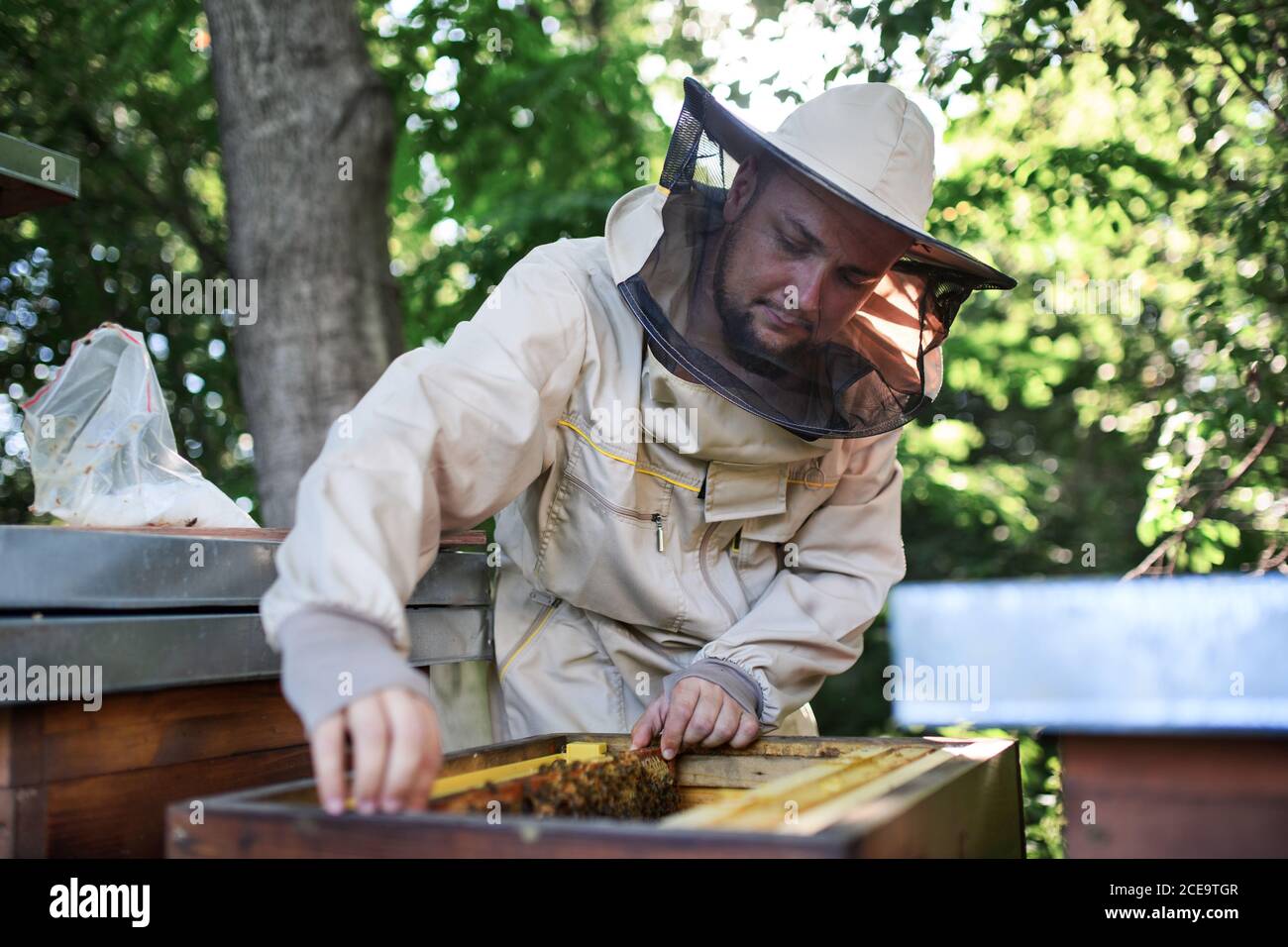 Portrait of man beekeeper holding honeycomb frame full of bees in ...