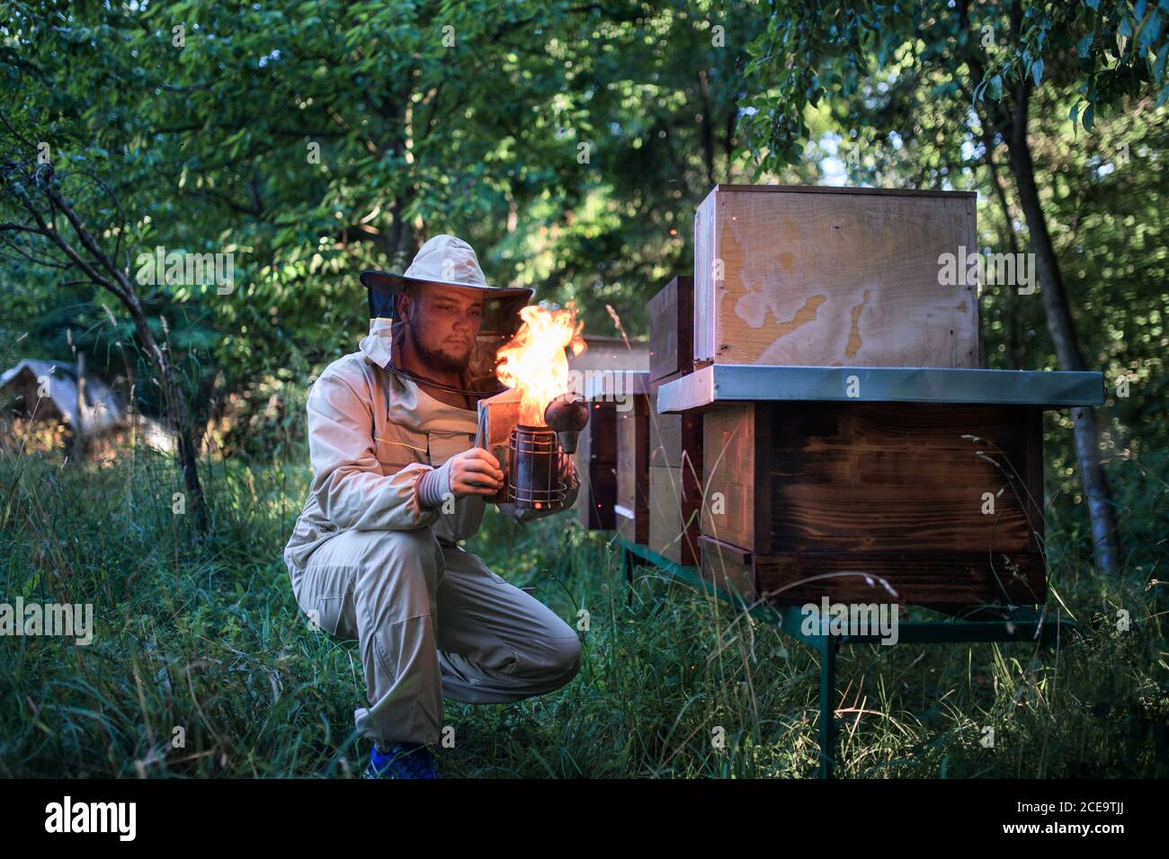 Portrait of man beekeeper working in apiary, using bee smoker Stock ...