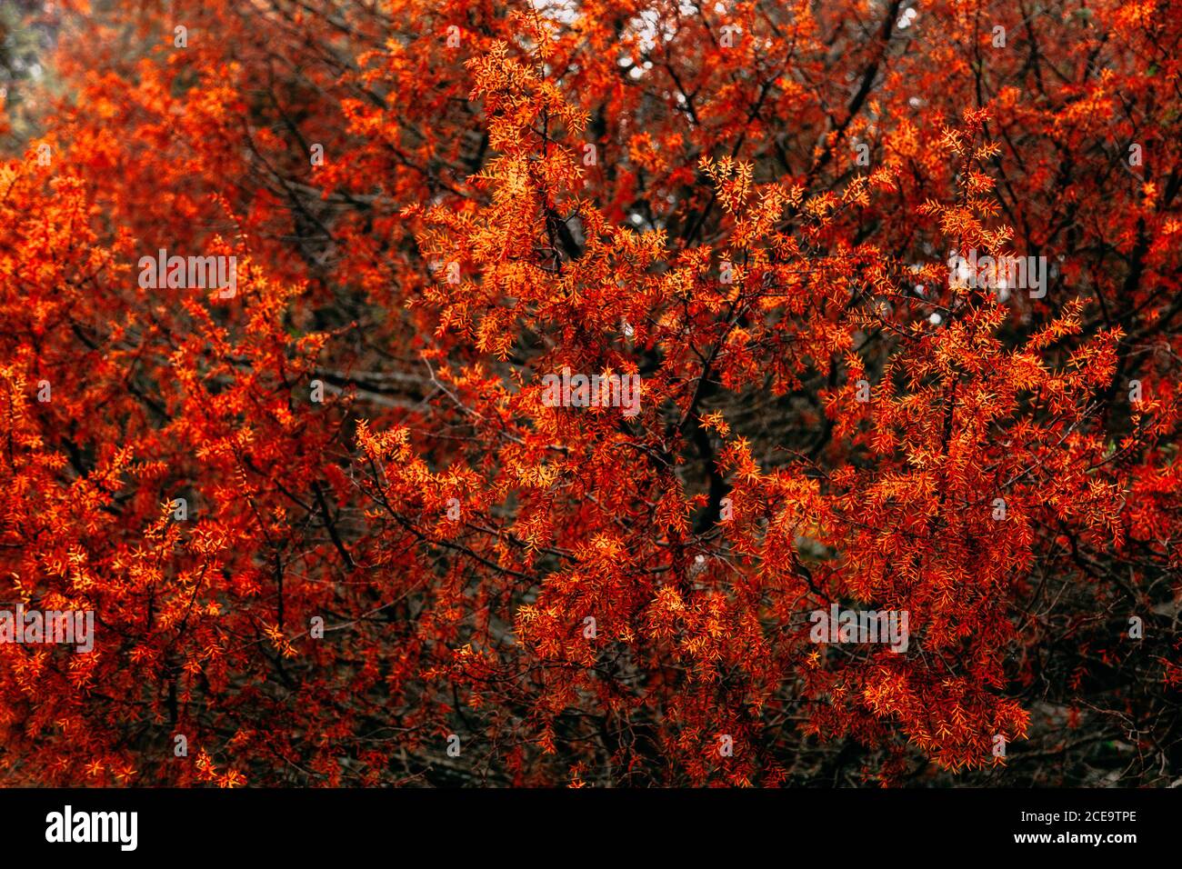 Trees after a forest fire with orange leaves burned by fire Stock Photo ...