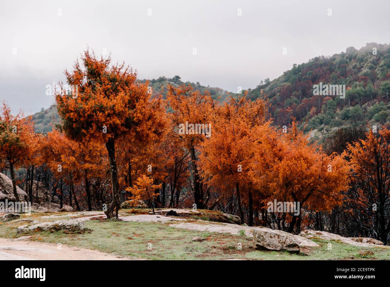 Trees after a forest fire with orange leaves burned by fire Stock Photo ...