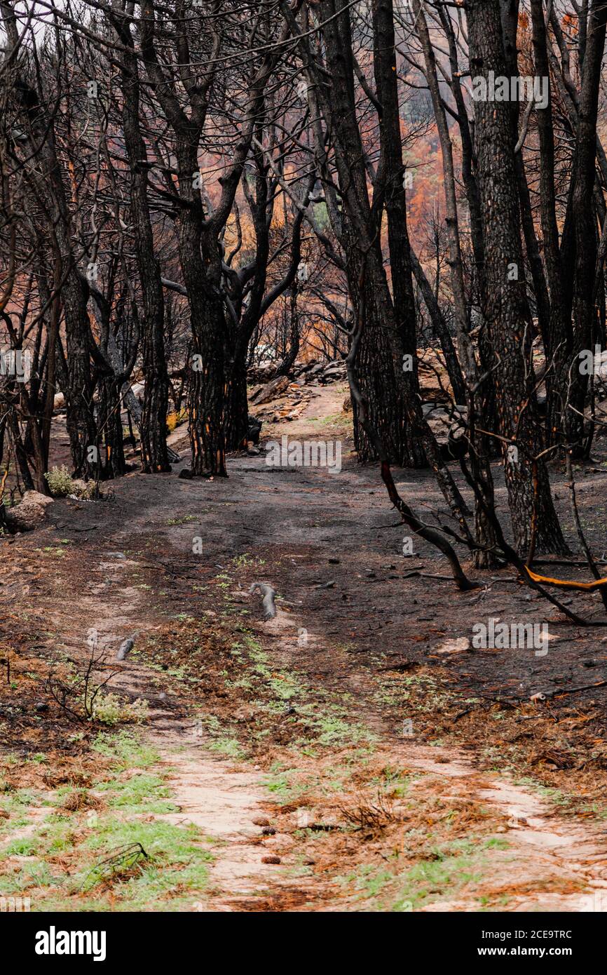 Burned trees after a forest fire Stock Photo - Alamy