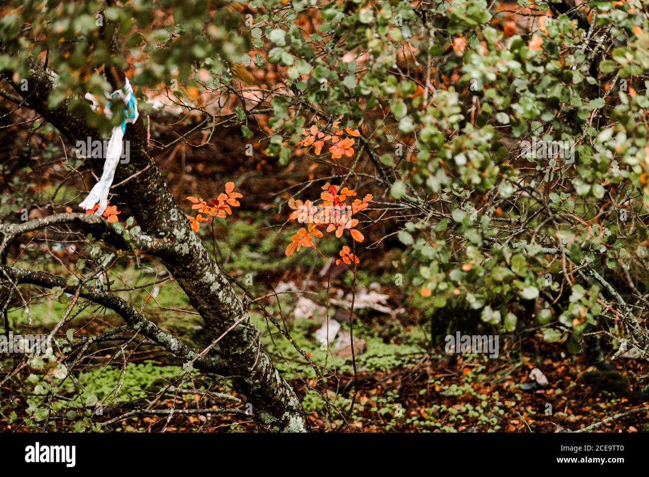 Trees after a forest fire with orange leaves burned by fire Stock Photo ...
