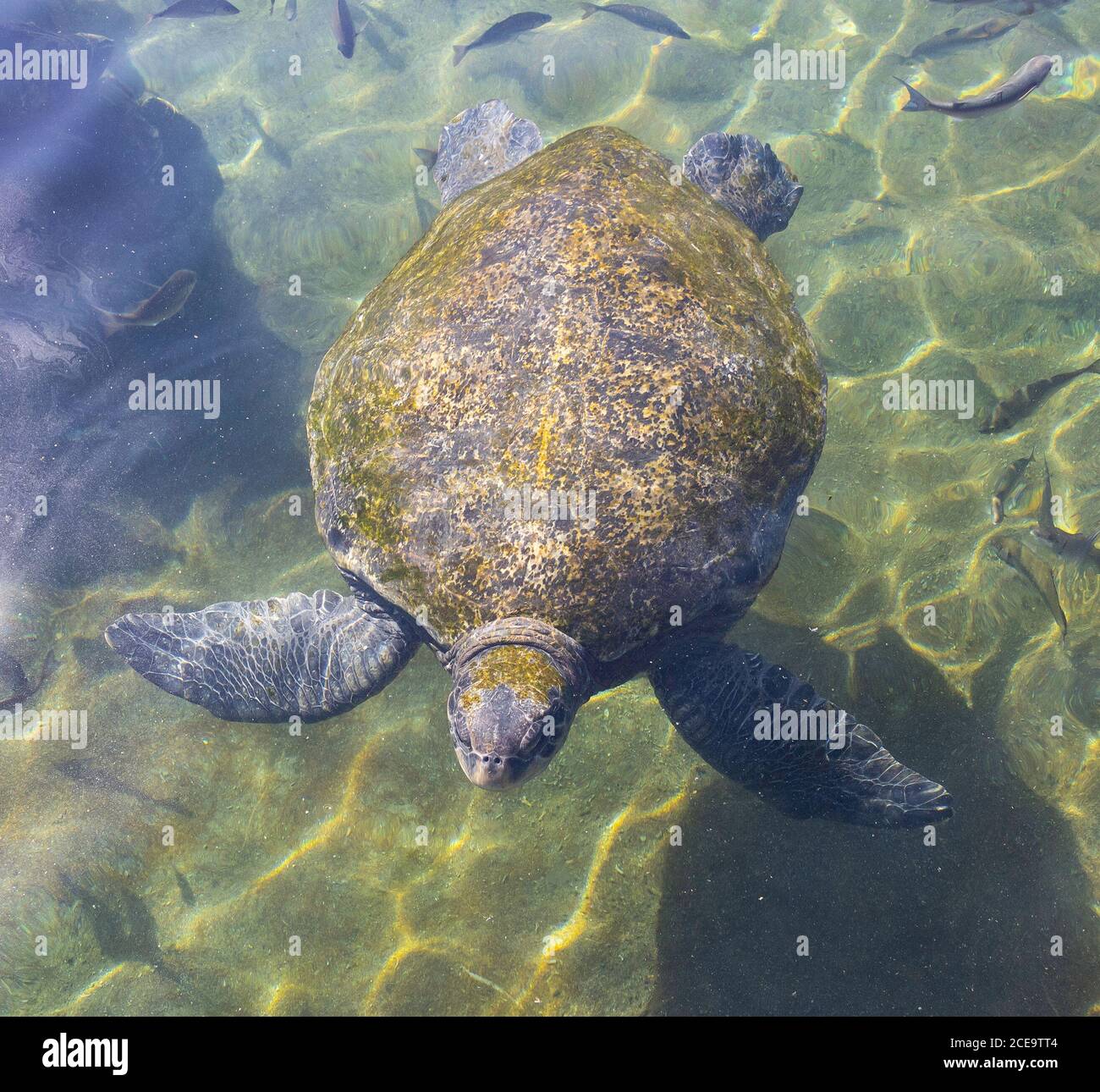 A green sea turtle swimming in shallow water in the underwater ...