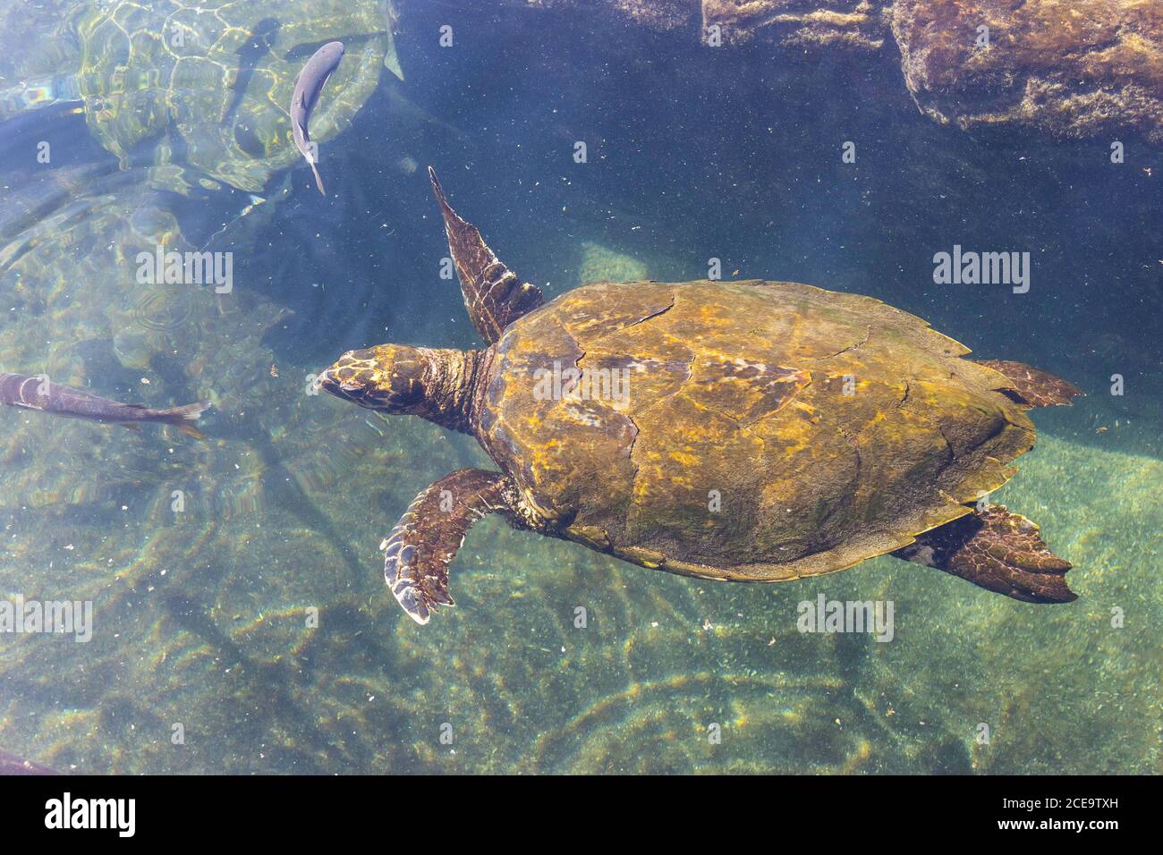 A green sea turtle swimming in shallow water in the underwater ...