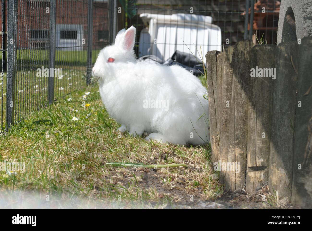 Adorable and fluffy white rabbit on the grass Stock Photo - Alamy