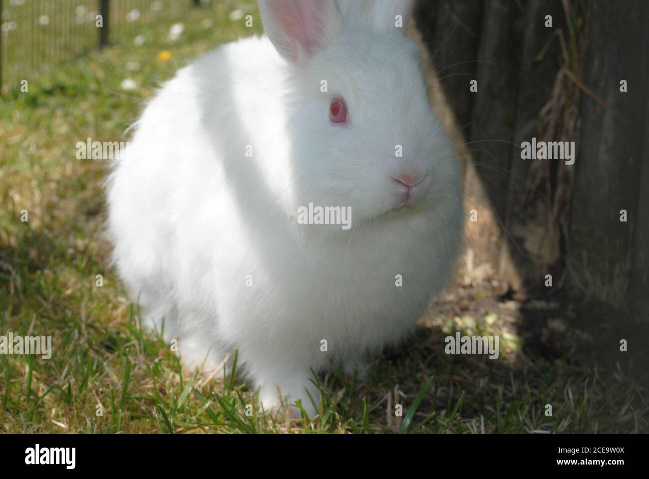 Adorable and fluffy white rabbit on the grass Stock Photo - Alamy