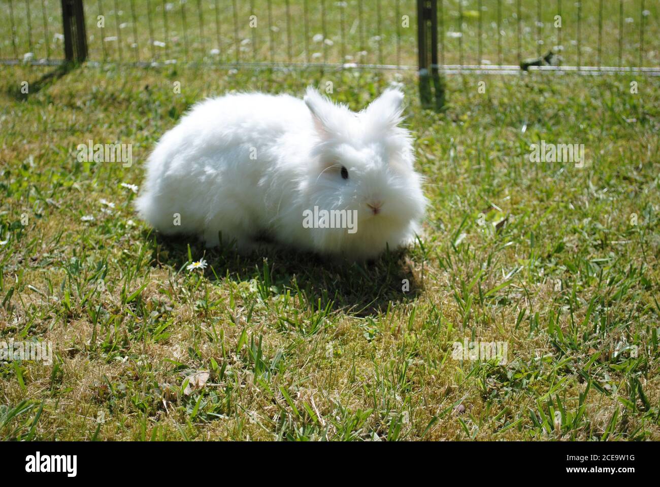 Adorable and fluffy white rabbit on the grass Stock Photo - Alamy