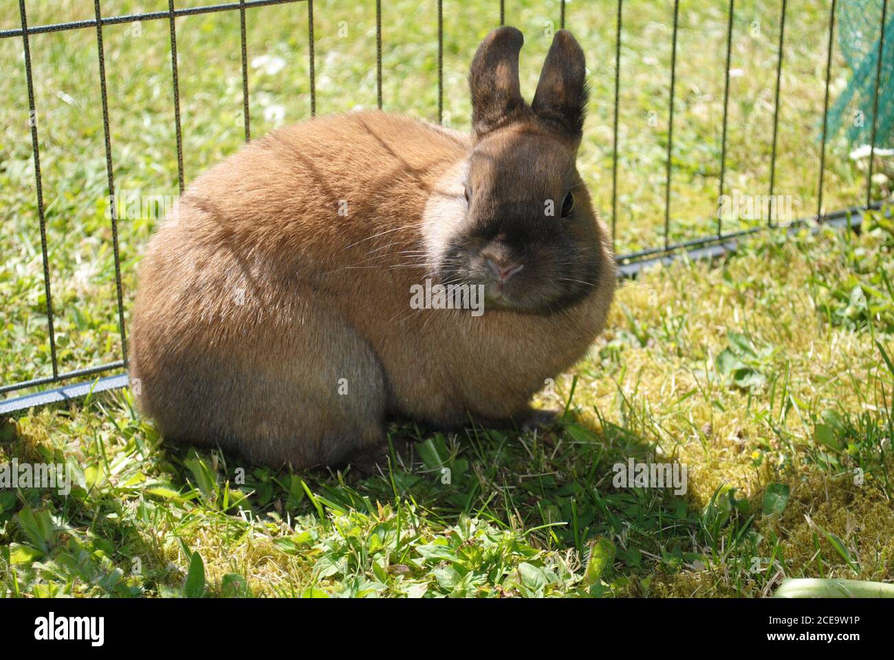 Adorable and fluffy brown rabbit on the grass Stock Photo - Alamy