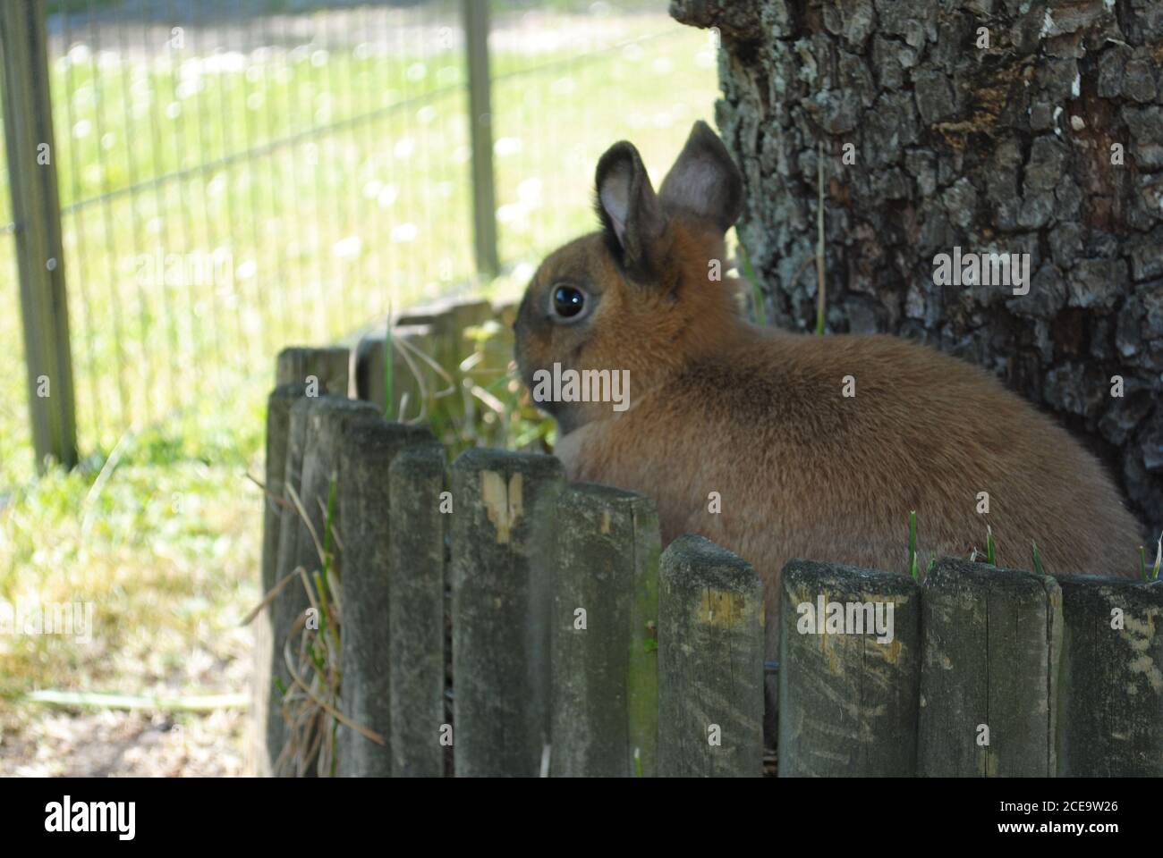 Cute and fluffy brown rabbit Stock Photo - Alamy