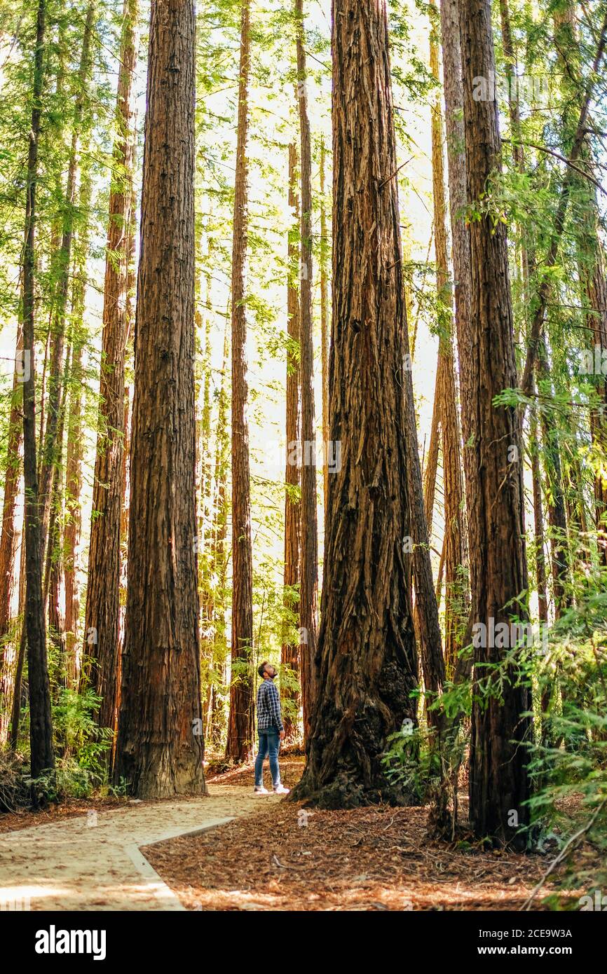 Huge sequoia hi-res stock photography and images - Alamy