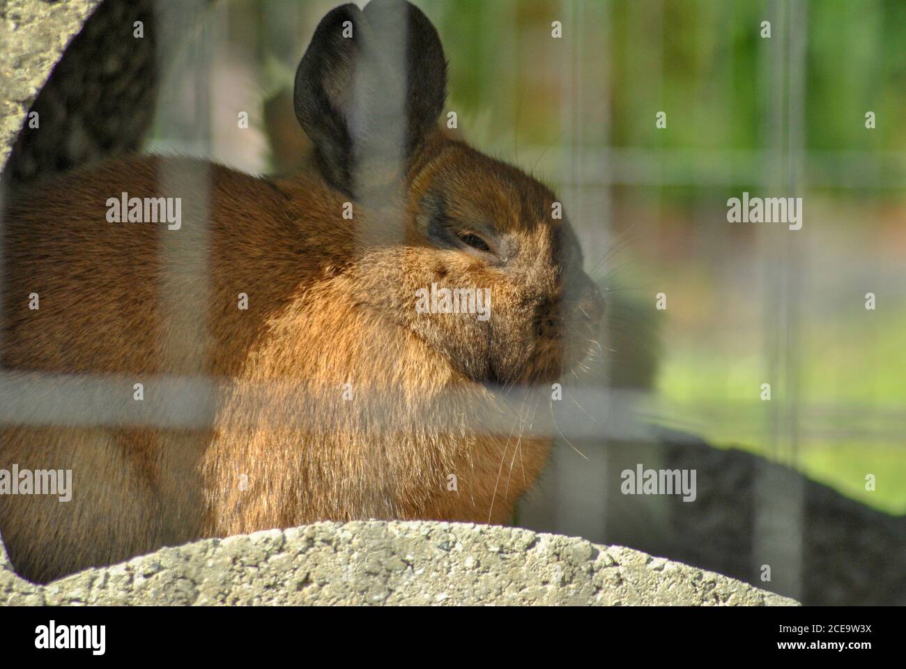 Cute and fluffy brown rabbit Stock Photo - Alamy
