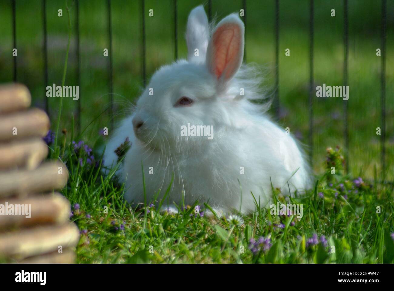 Adorable and fluffy white rabbit on the grass Stock Photo - Alamy