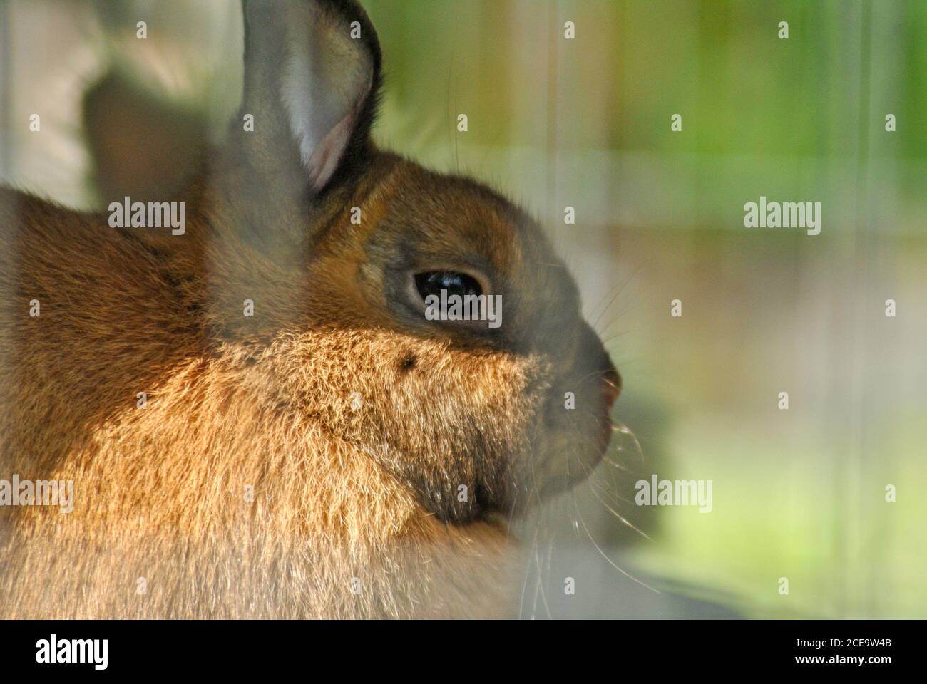 Cute and fluffy brown rabbit Stock Photo - Alamy