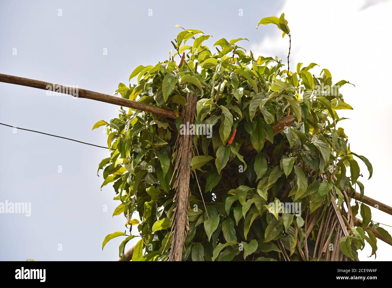 La plantation pepper farm hi-res stock photography and images - Alamy