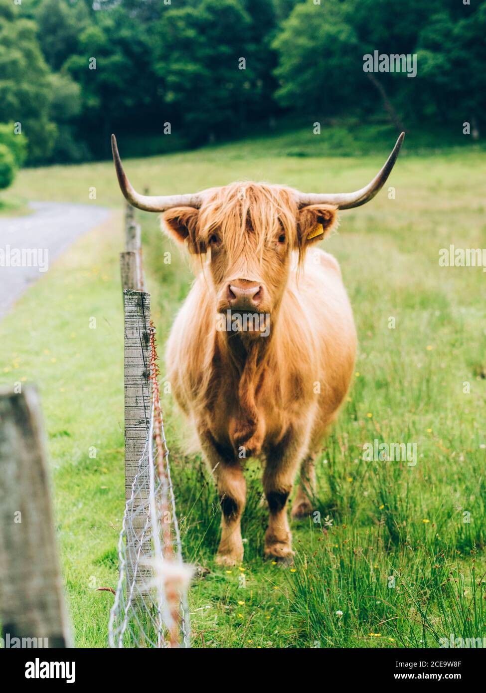 A bull in the paddock looking at camera. Vertical outdoors shot Stock ...