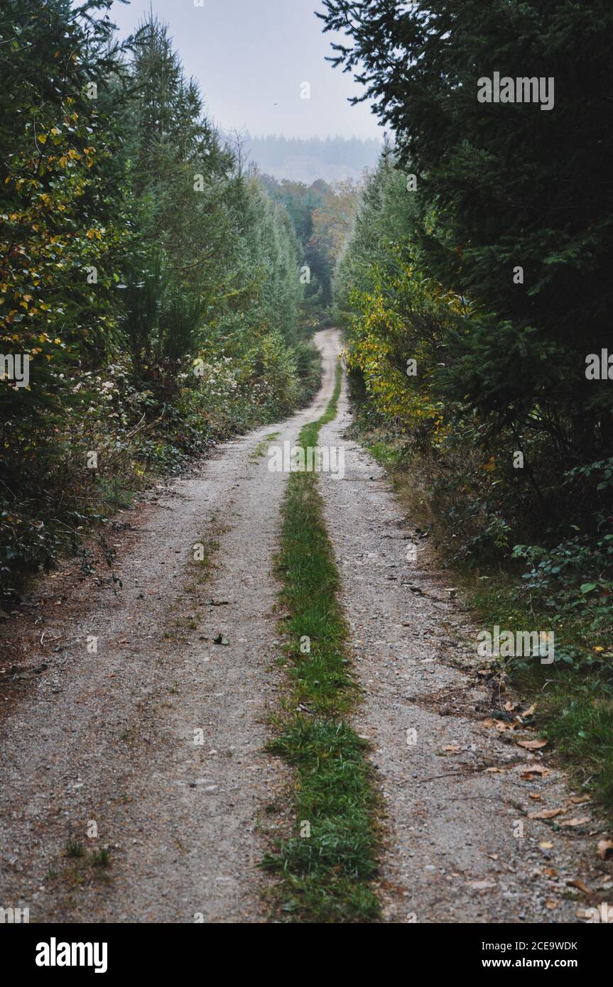 Vertical shot of a forest path in Morvan, France Stock Photo - Alamy