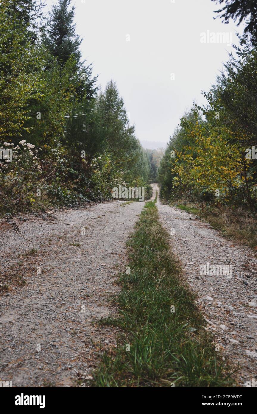 Vertical shot of a forest path in Morvan, France Stock Photo - Alamy