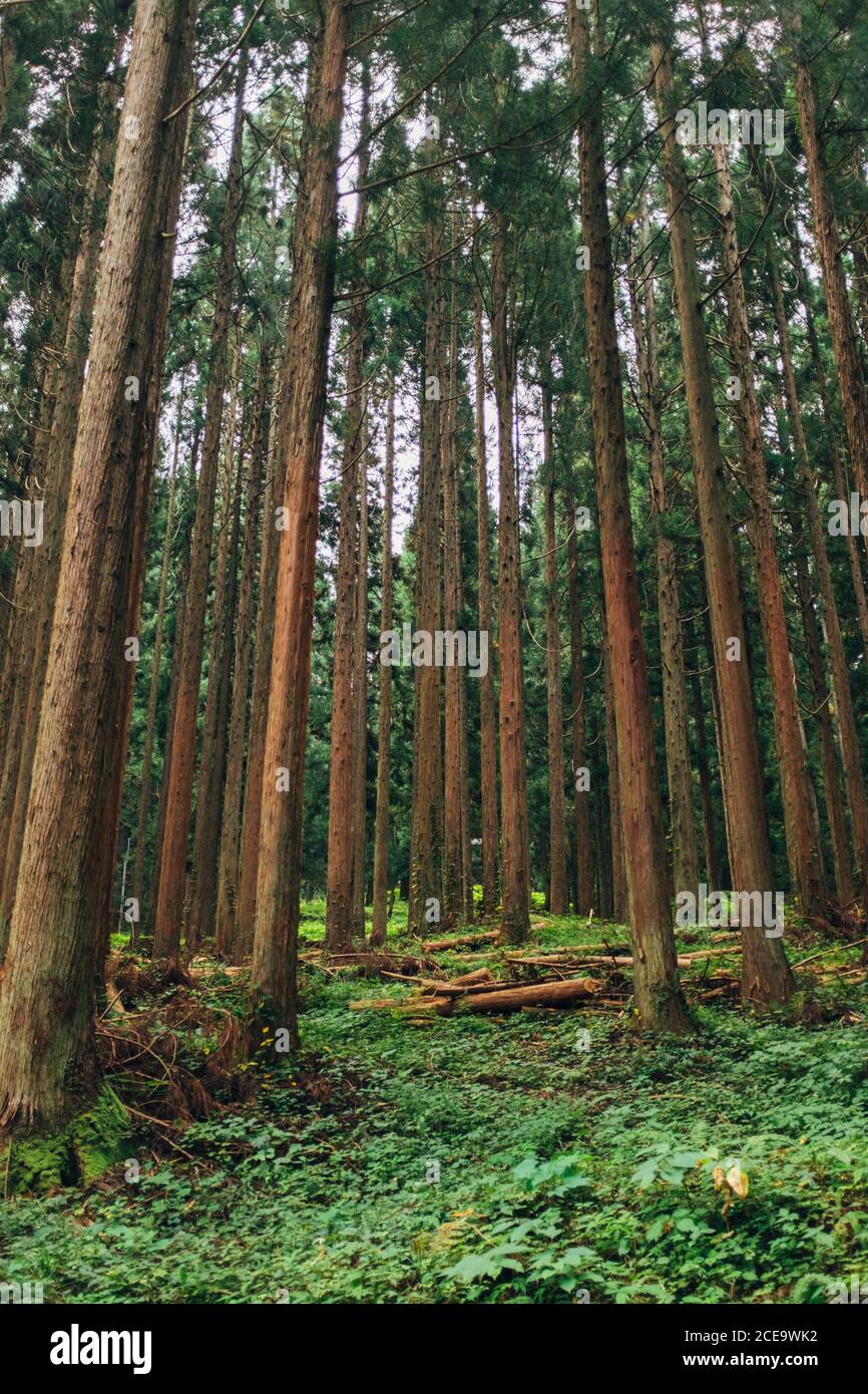Tall pine forest with the grass under the trees. Vertical outdoors shot ...