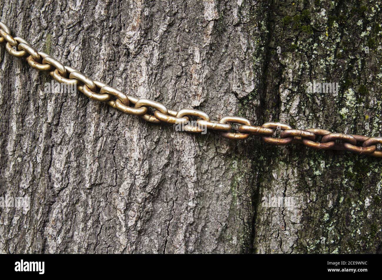 the old chain on the trunk of an old tree Stock Photo - Alamy