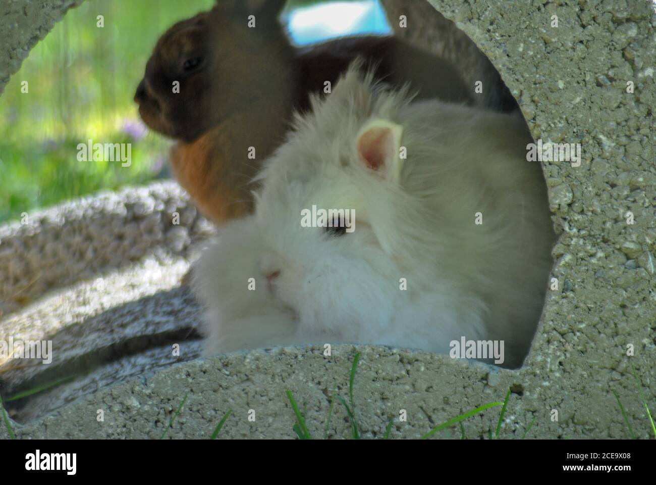 Adorable and fluffy white and brown rabbits Stock Photo - Alamy