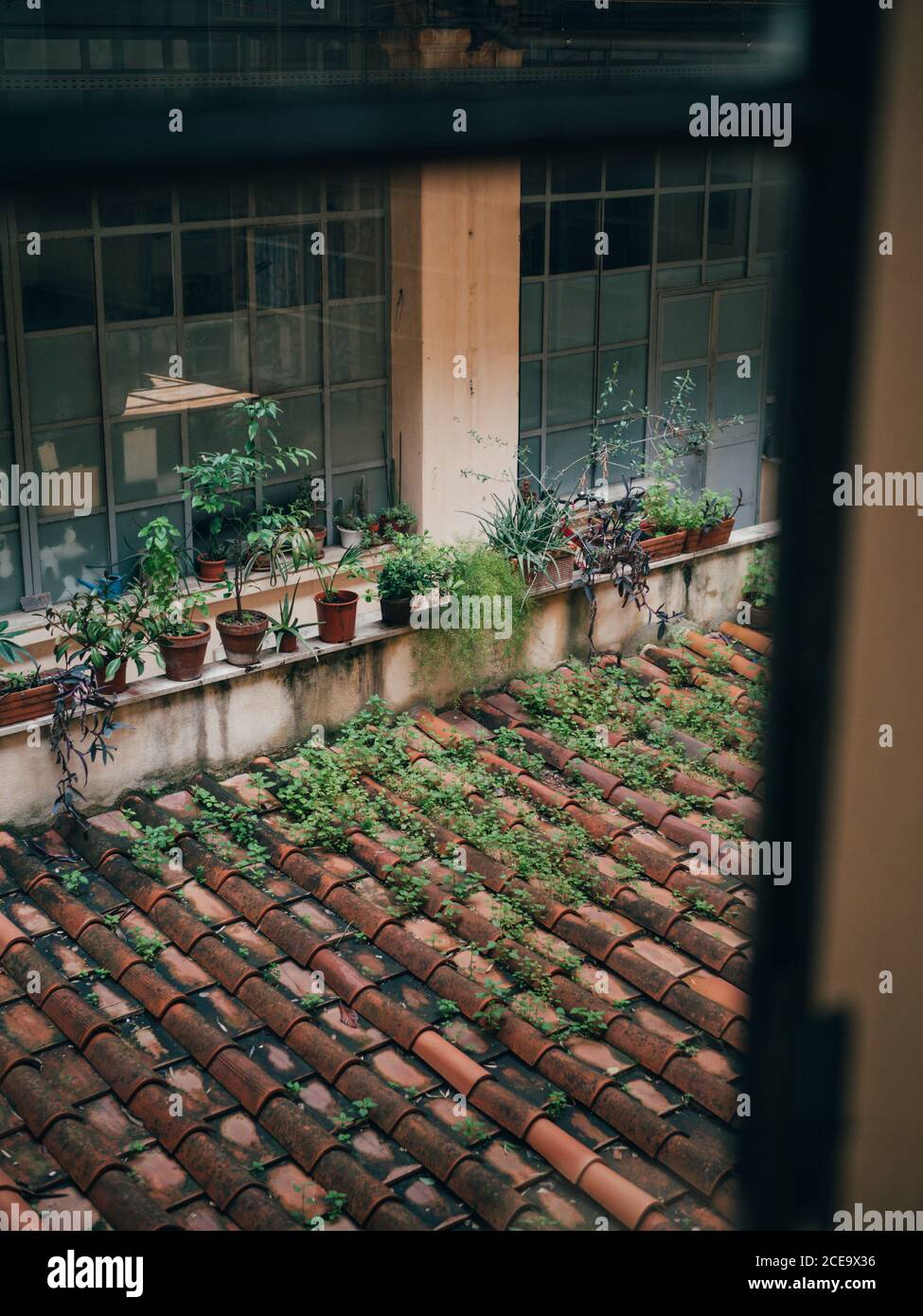 Potted plants on ledge Stock Photo - Alamy