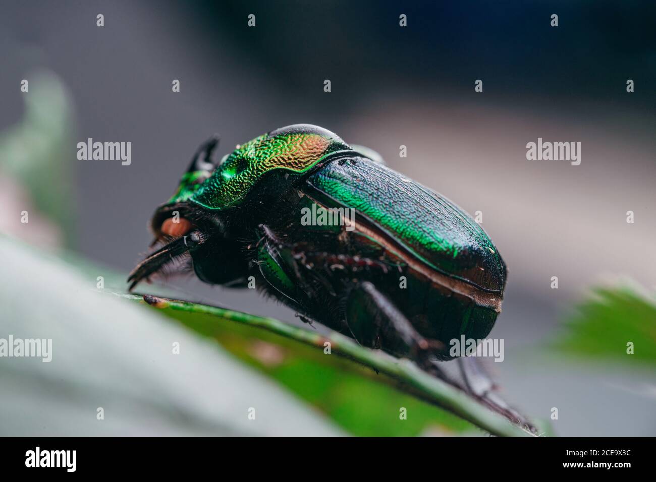 Blue scarab beetle hi-res stock photography and images - Alamy