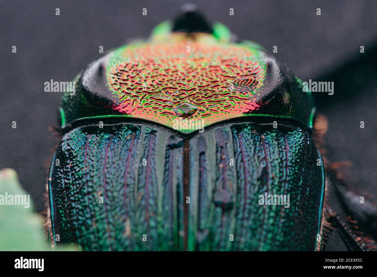 Blue scarab beetle hi-res stock photography and images - Alamy