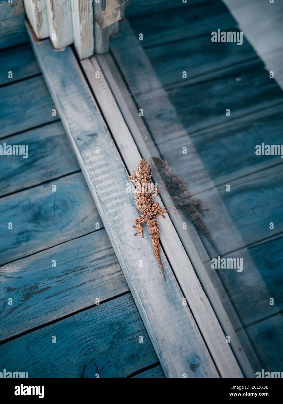 Small lizard on window Stock Photo - Alamy