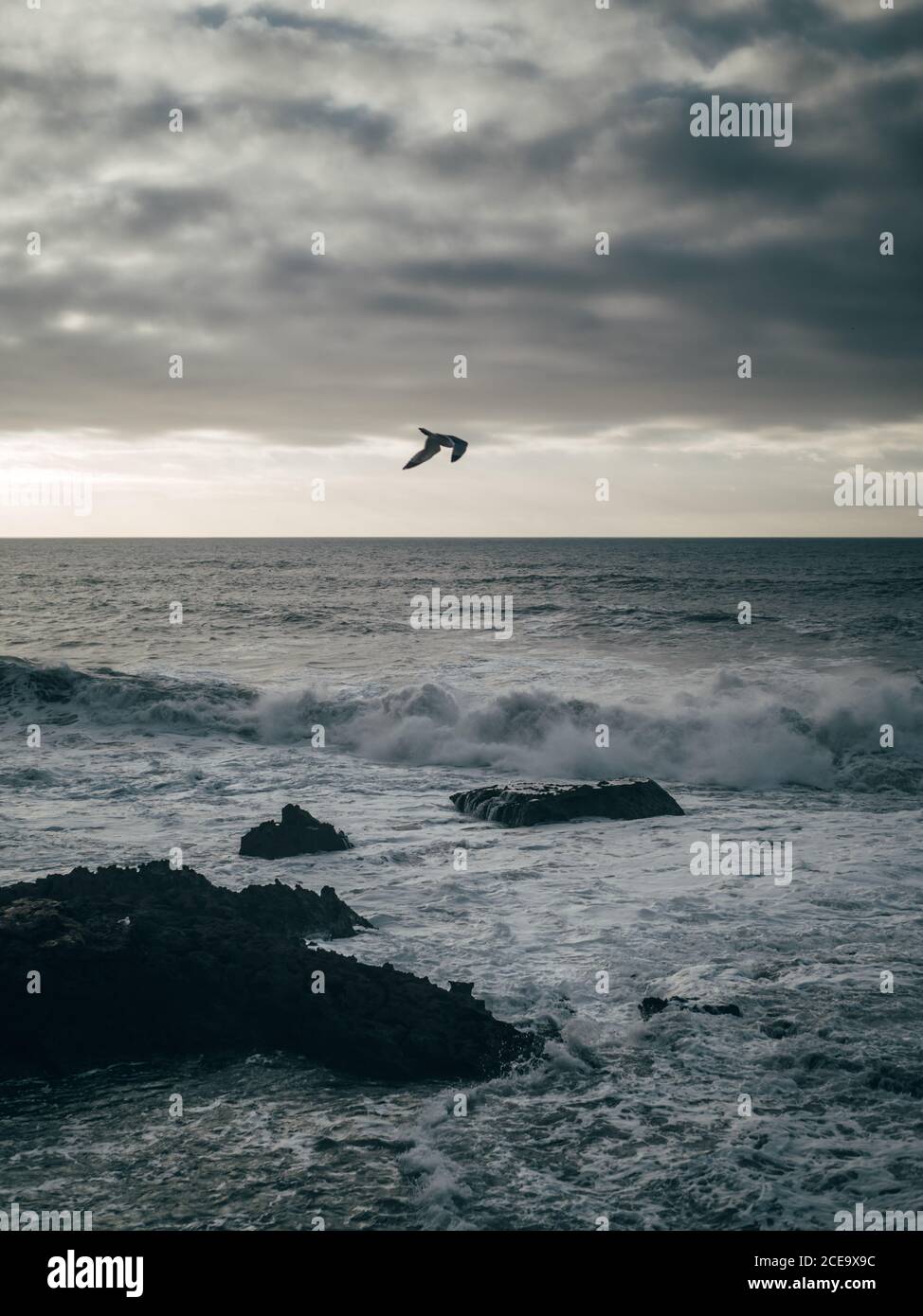 Bird flying over ocean Stock Photo - Alamy