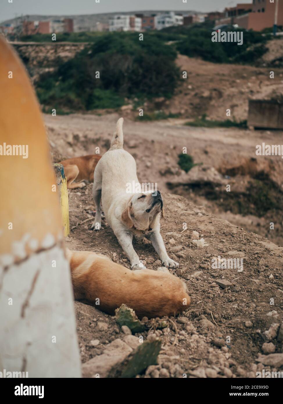 Dog stretching hi-res stock photography and images - Alamy