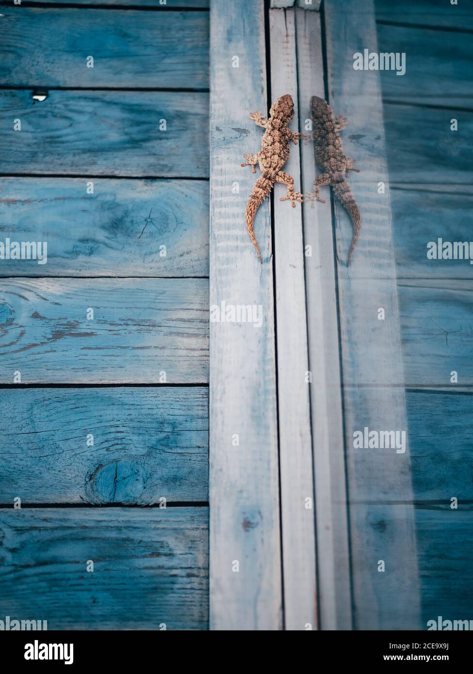 Lizard pet glass hi-res stock photography and images - Alamy