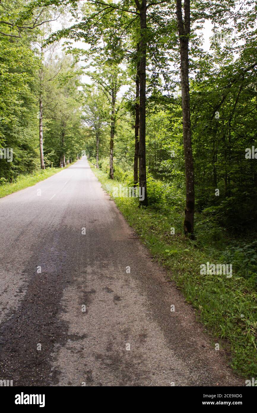 forest road trees along at the country side Stock Photo - Alamy