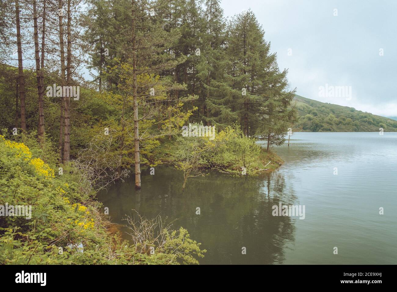 Green forest near water and cloudy sky Stock Photo - Alamy