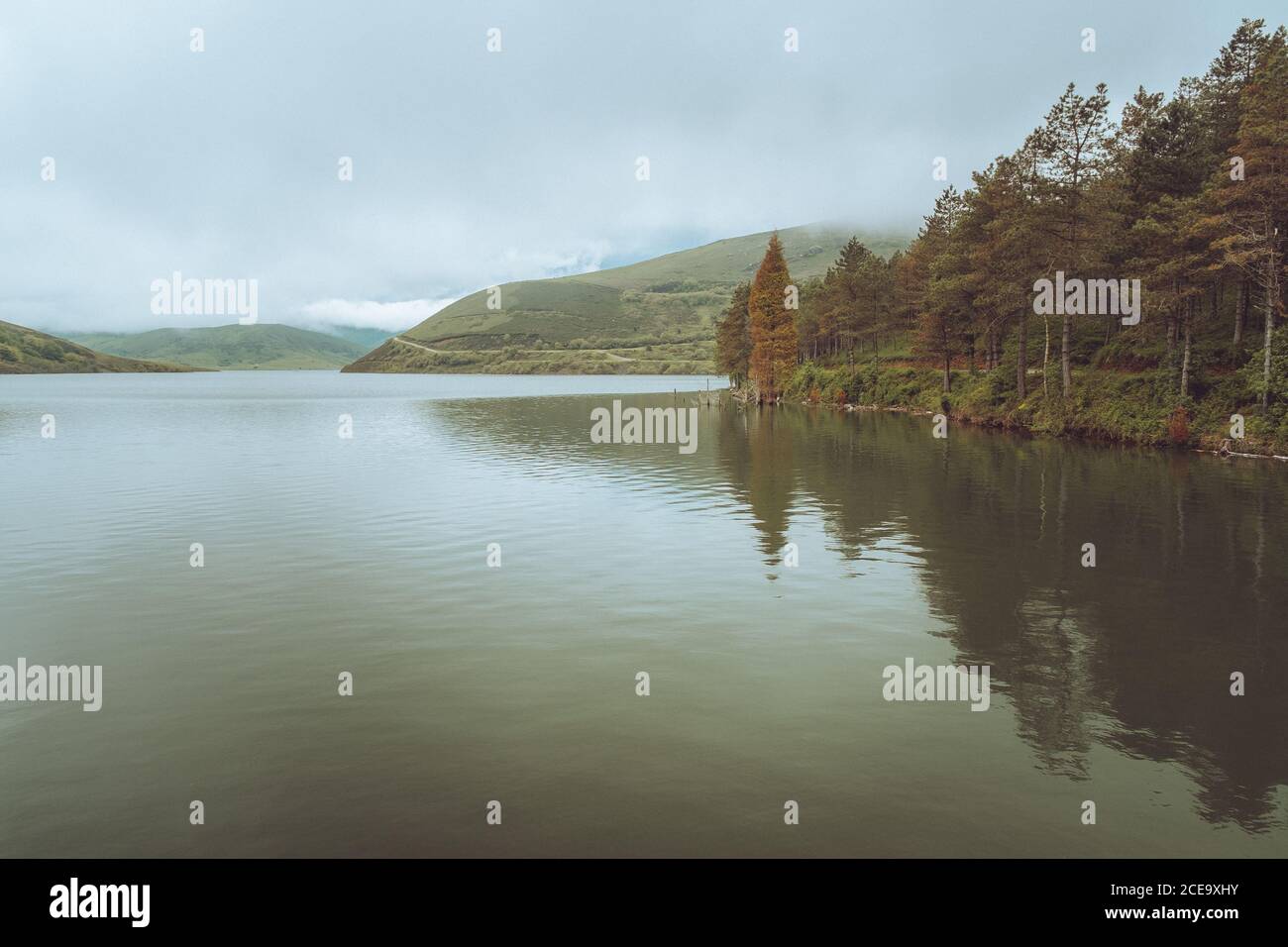 Green forest near water and cloudy sky Stock Photo - Alamy