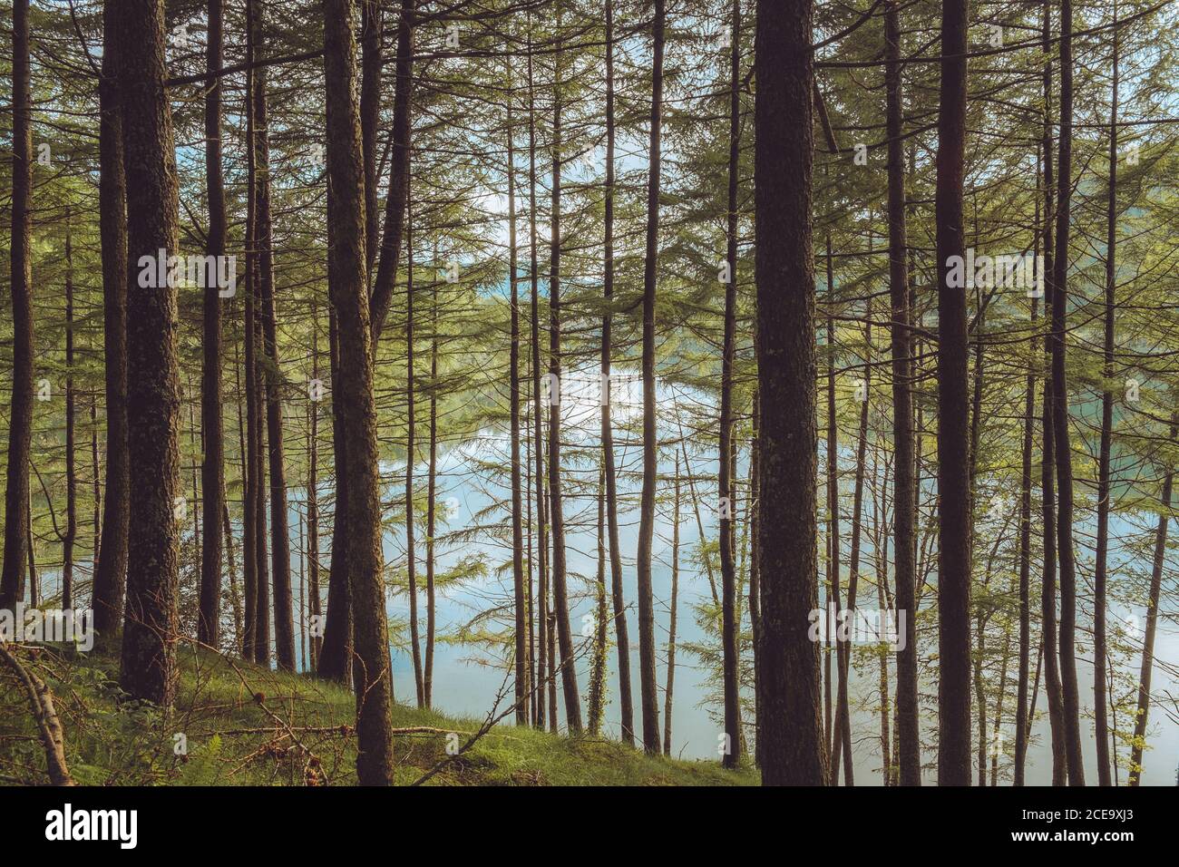 Green forest near water Stock Photo - Alamy